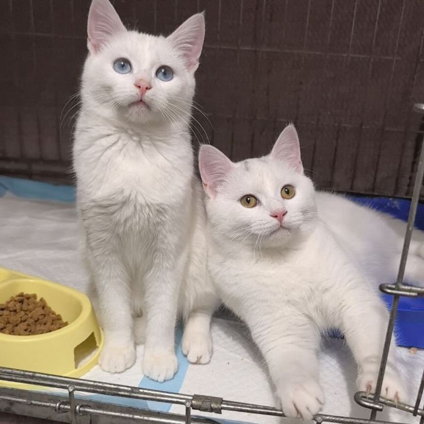 Белые котята в добрые руки