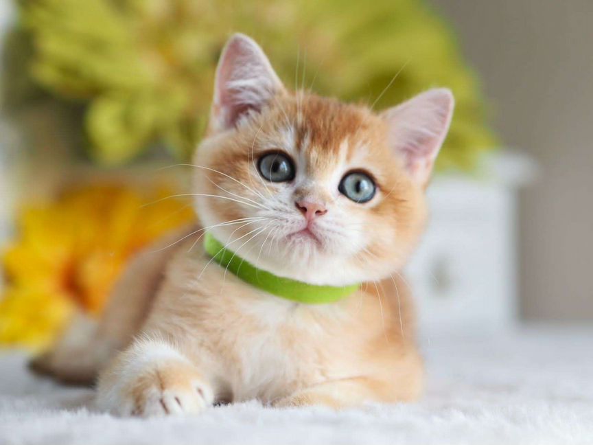 Британский котёнок. Шиншилла