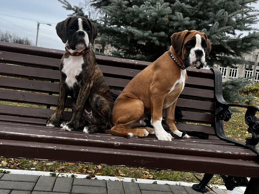 Щенки породы боксер