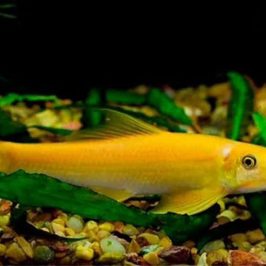 Гиринохейлус золотой (лисичка)