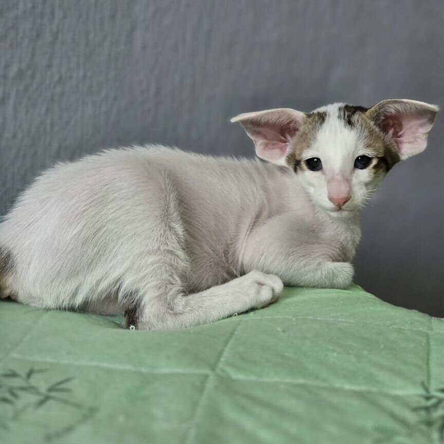 Ориентальный котёнок