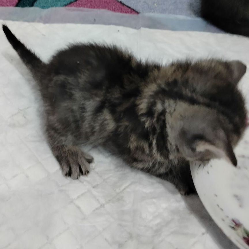 Шотландский прямоухий короткошёрстный котёнок