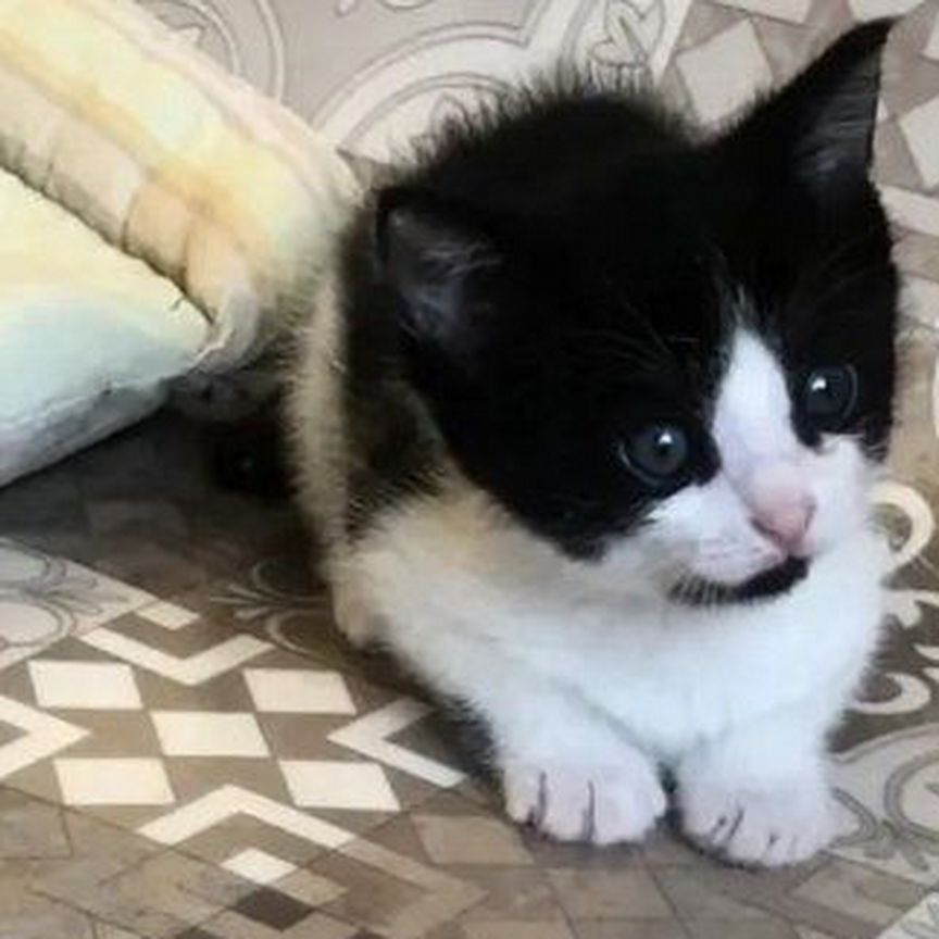 Котёнок в добрые руки