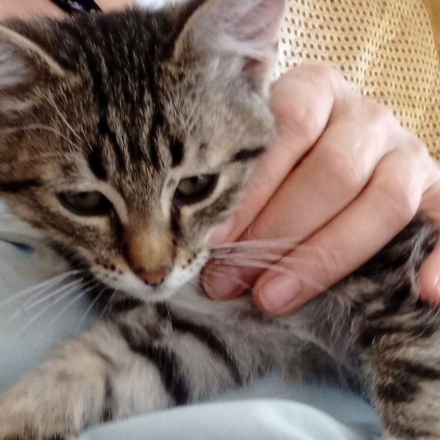 Котенок (мальчик) в добрые руки