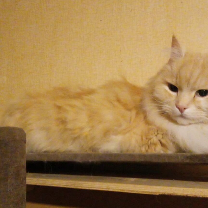 Кот