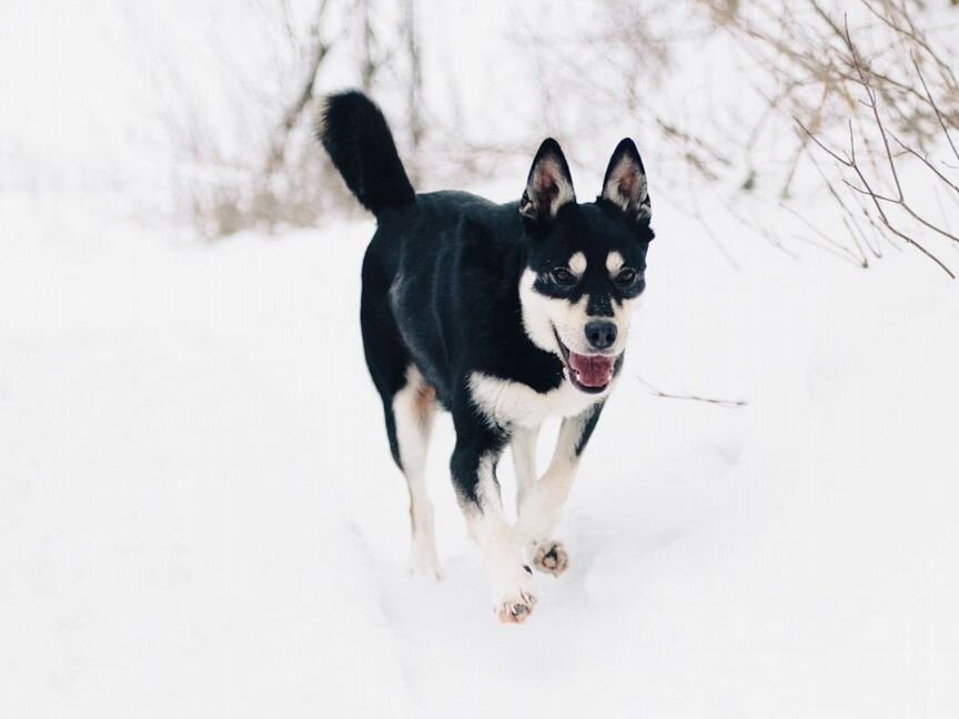 Собака Патрик