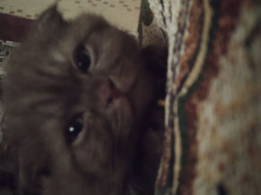 Котенок шотландский вислоухий
