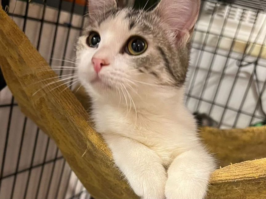 Котенок Лютик в самые добрые и заботливые руки