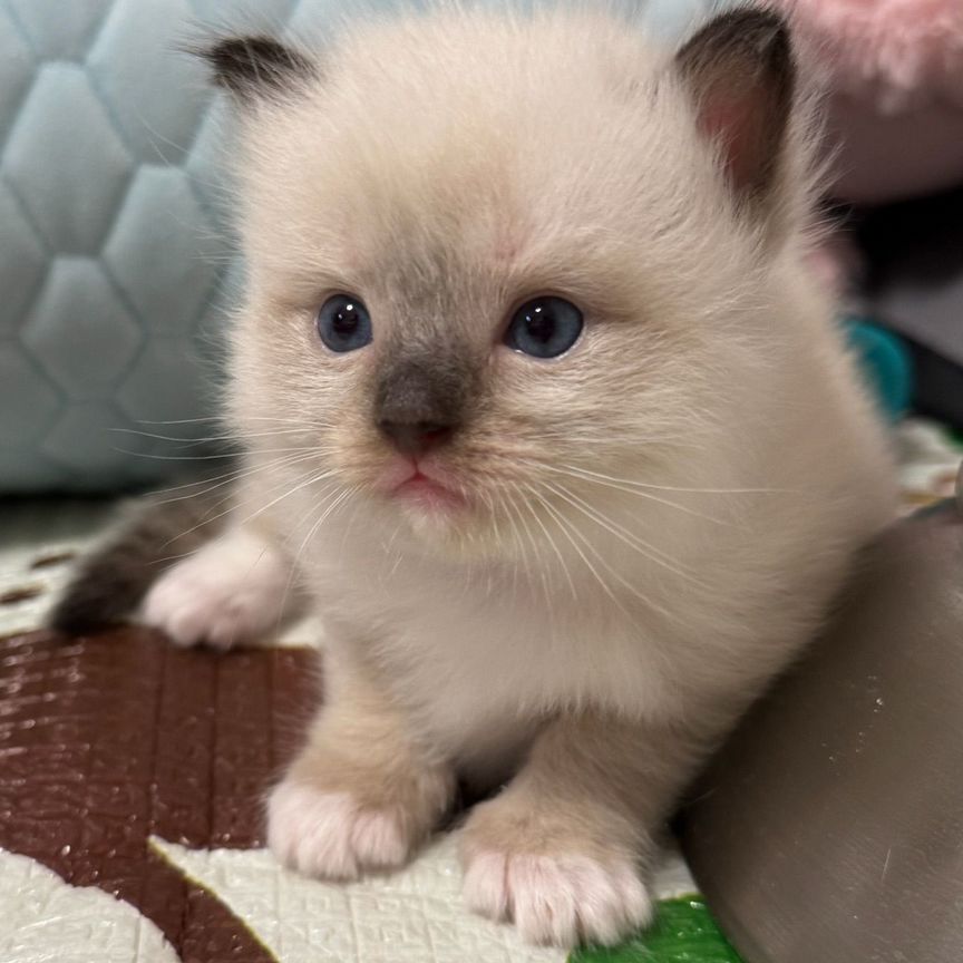 Рэгдолл котёнок