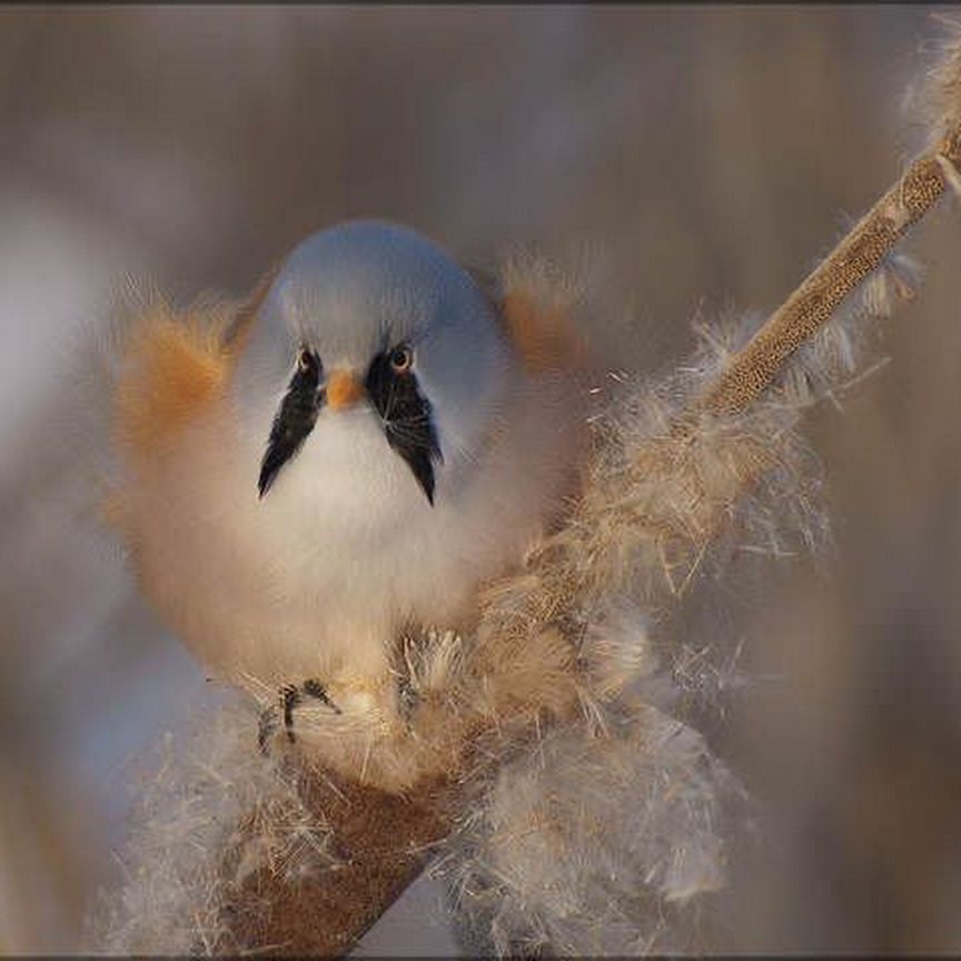 Усатые синицы