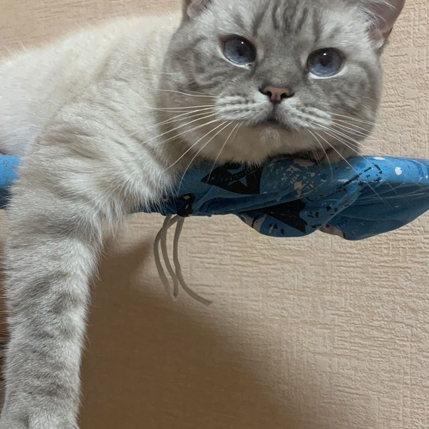 Красивая кошечка ищет любящую семью