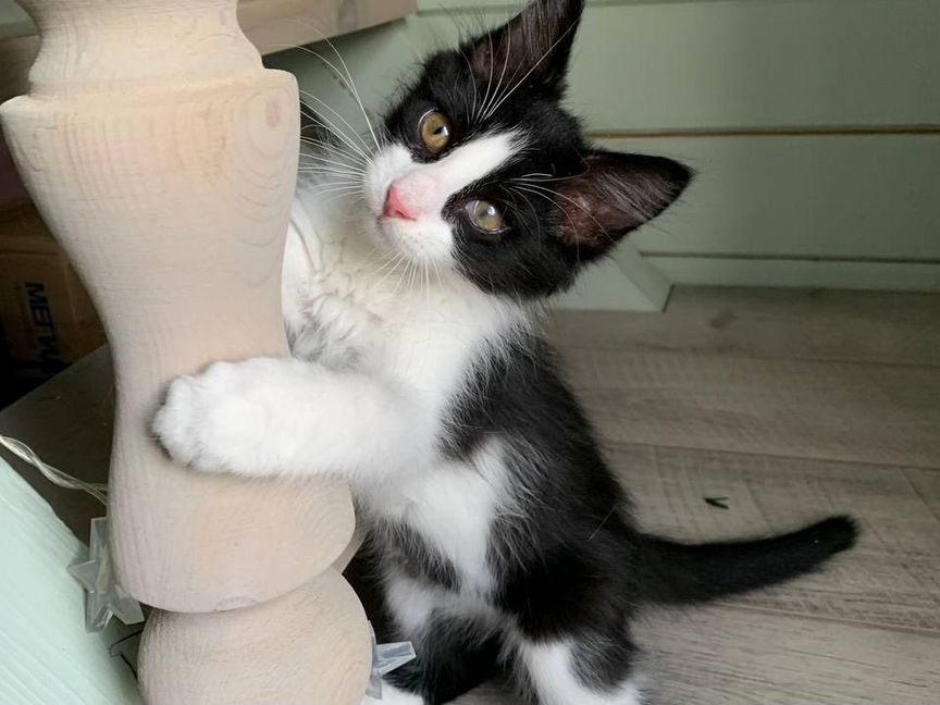 Малыш Джек ищет дом