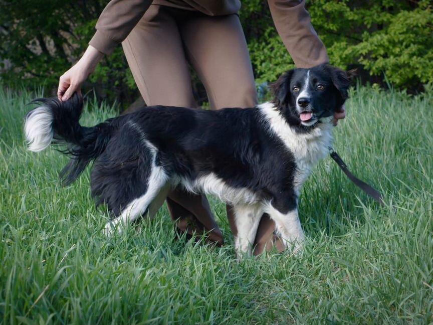 Невероятный пес Бим в поисках дома