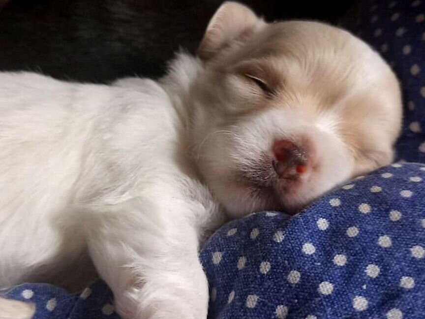 Щенки Чихуахуа