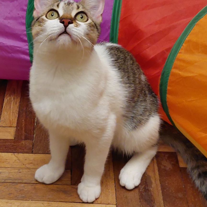 Котик