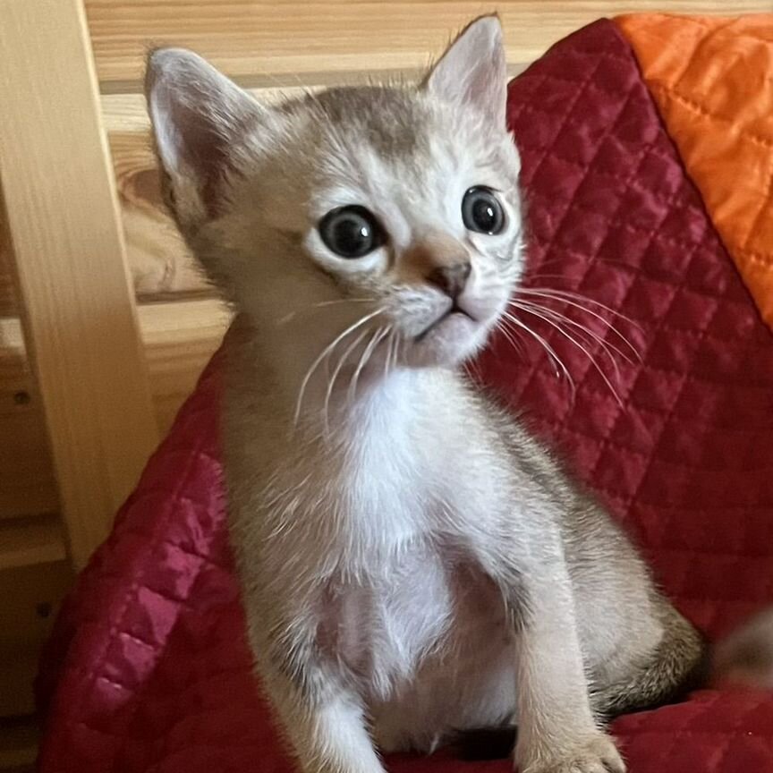 Котята породистые