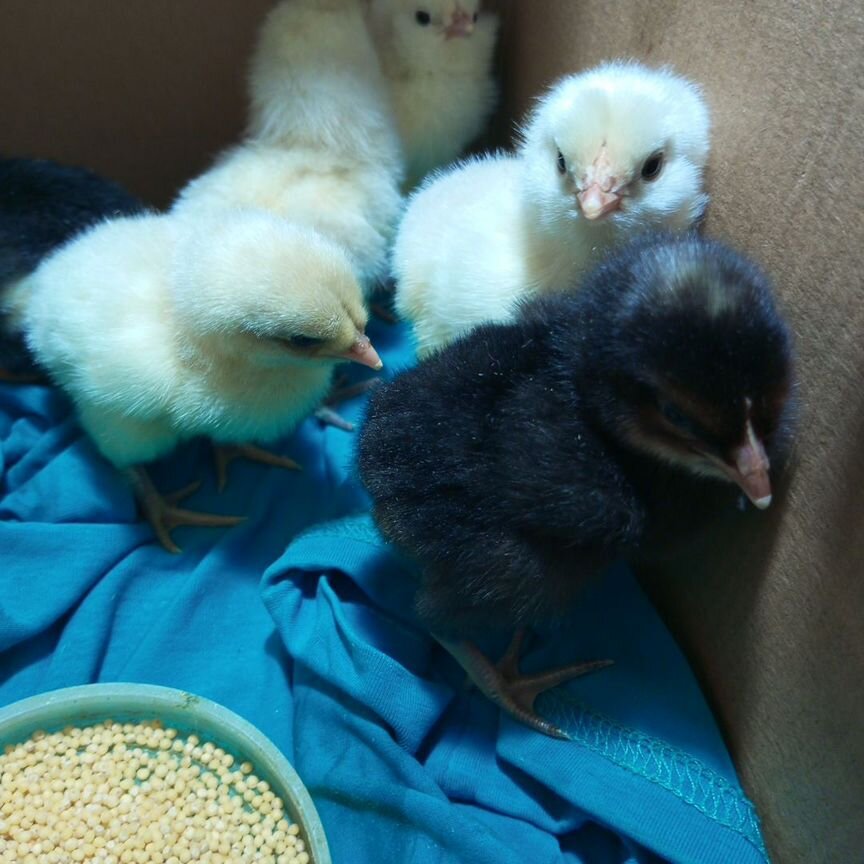 Цыплята несушки