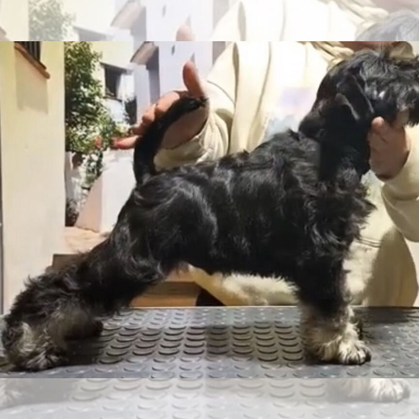 Цвергшнауцер, щенок