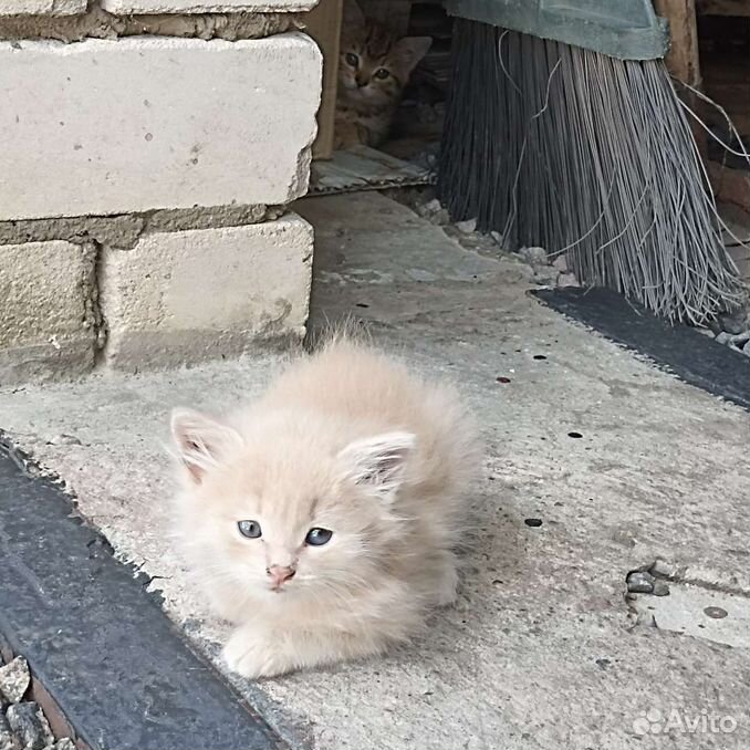 2 котëнка