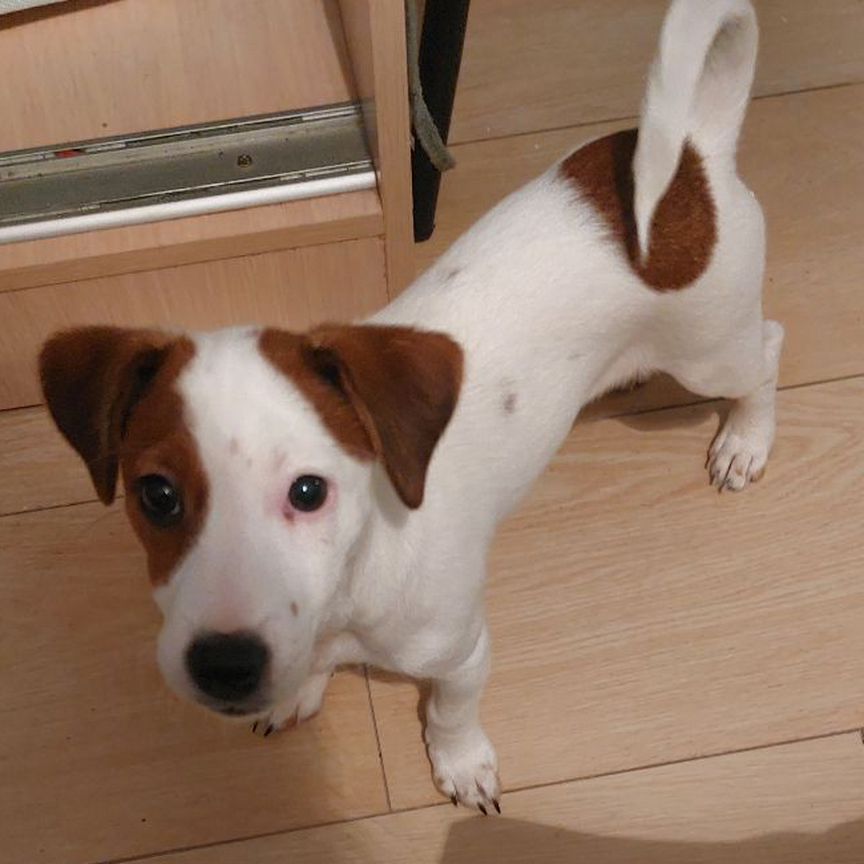 Джек-рассел-терьер, щенок