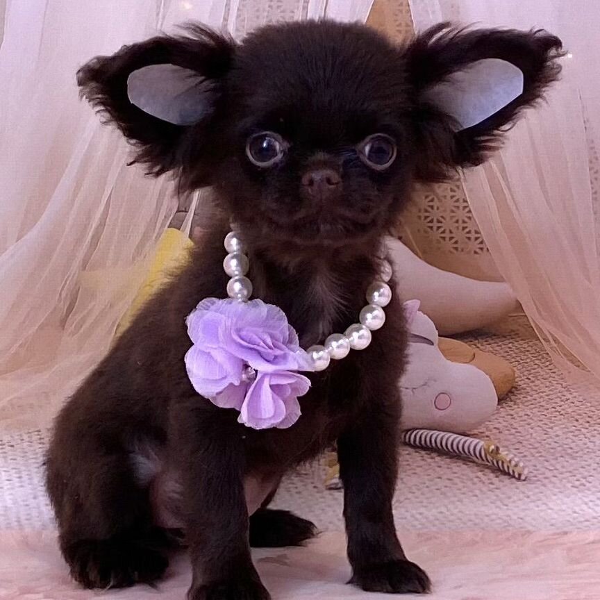 Чихуахуа, шоколадная длинношёрстная девочка