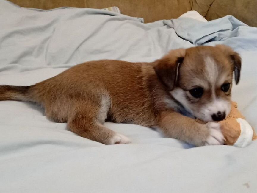 Щенок от маленькой дворняжки