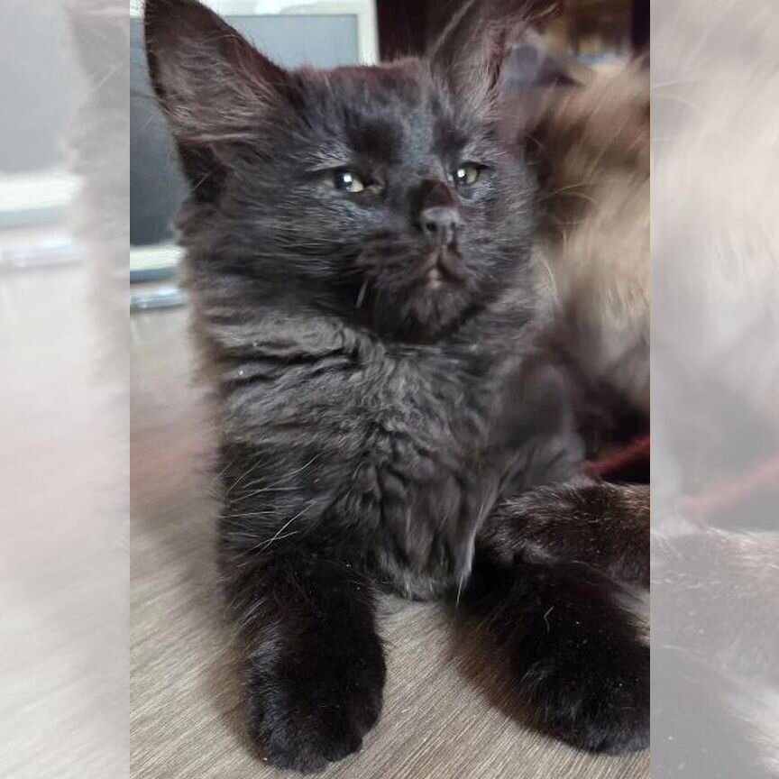 Сиамский котёнок