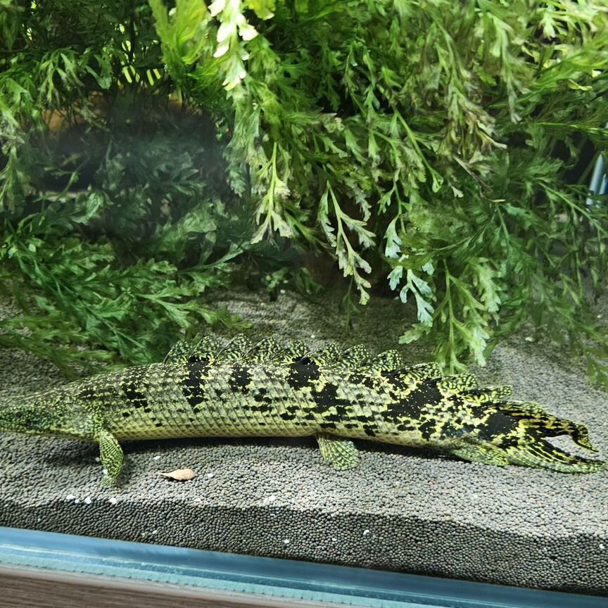 Полиптерус дельгези