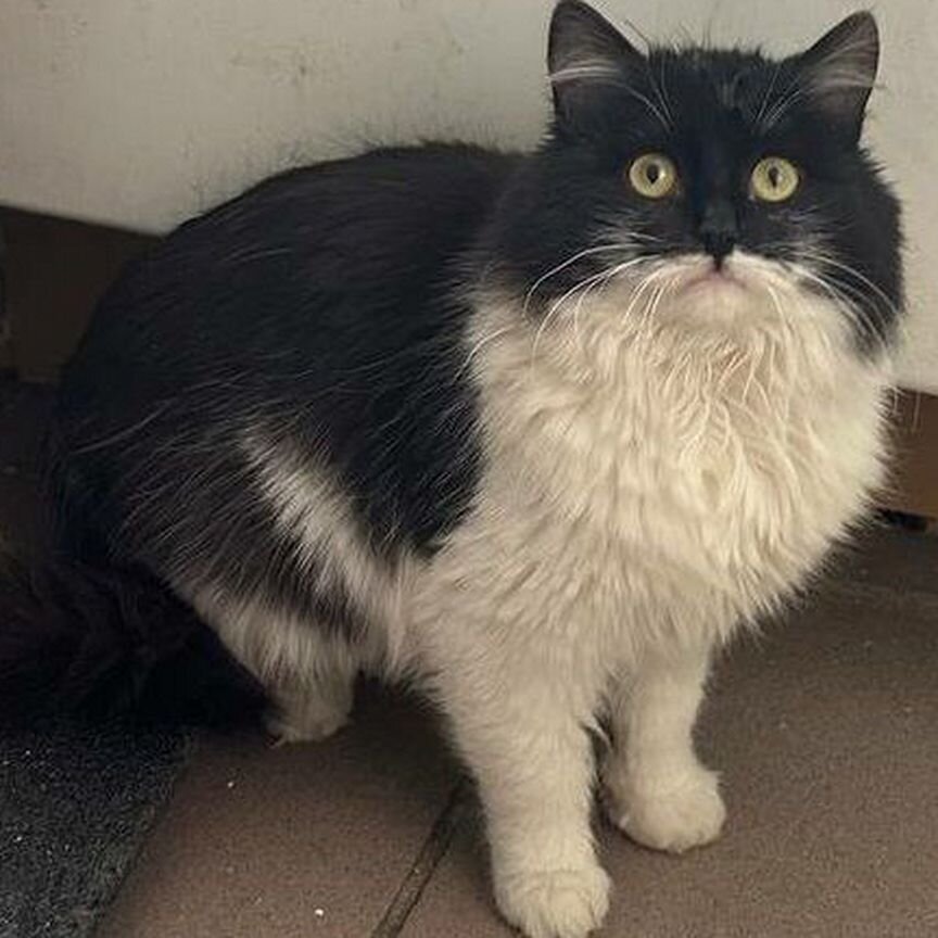 Сибирский котёнок