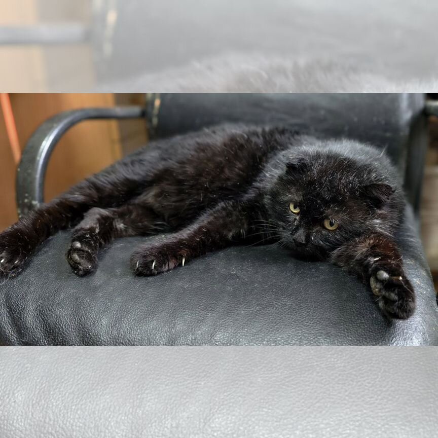 Взрослый кот в добрые руки