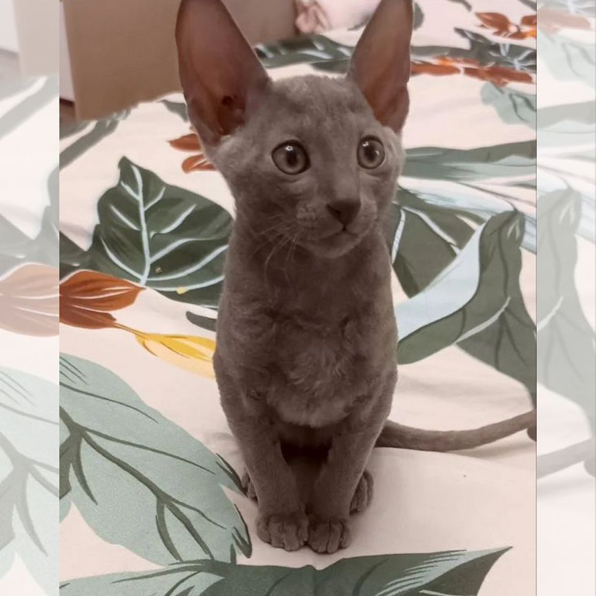 Корниш-рекс котёнок