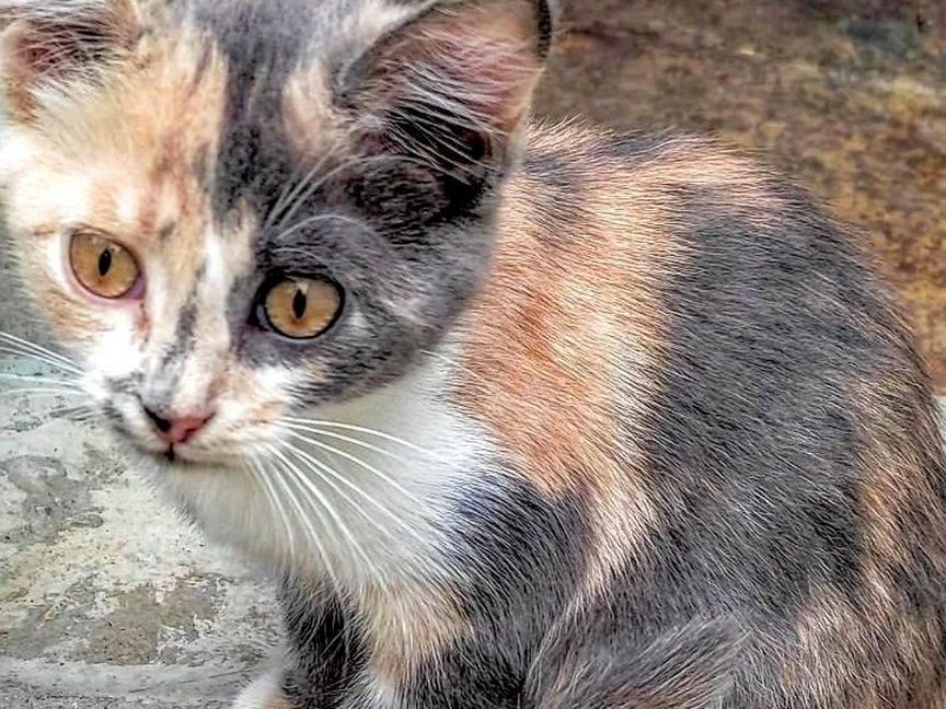 Крошечка Бусинка - Буся,возраст 3мес, подбросили