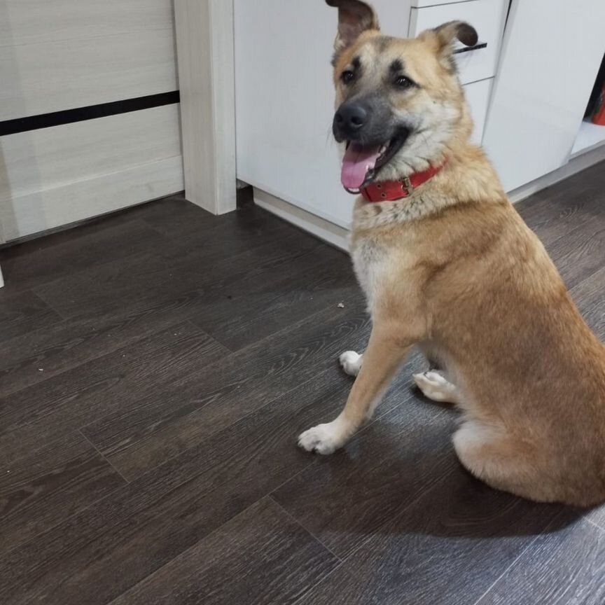 Собака в добрые руки