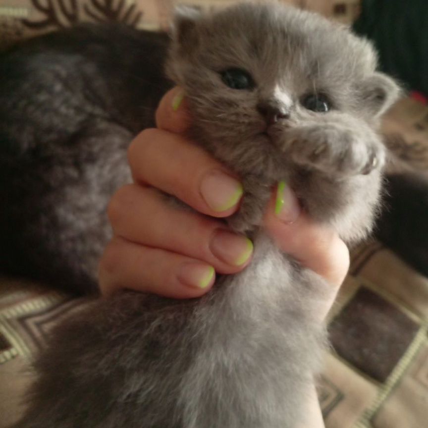 Котята крысоловы