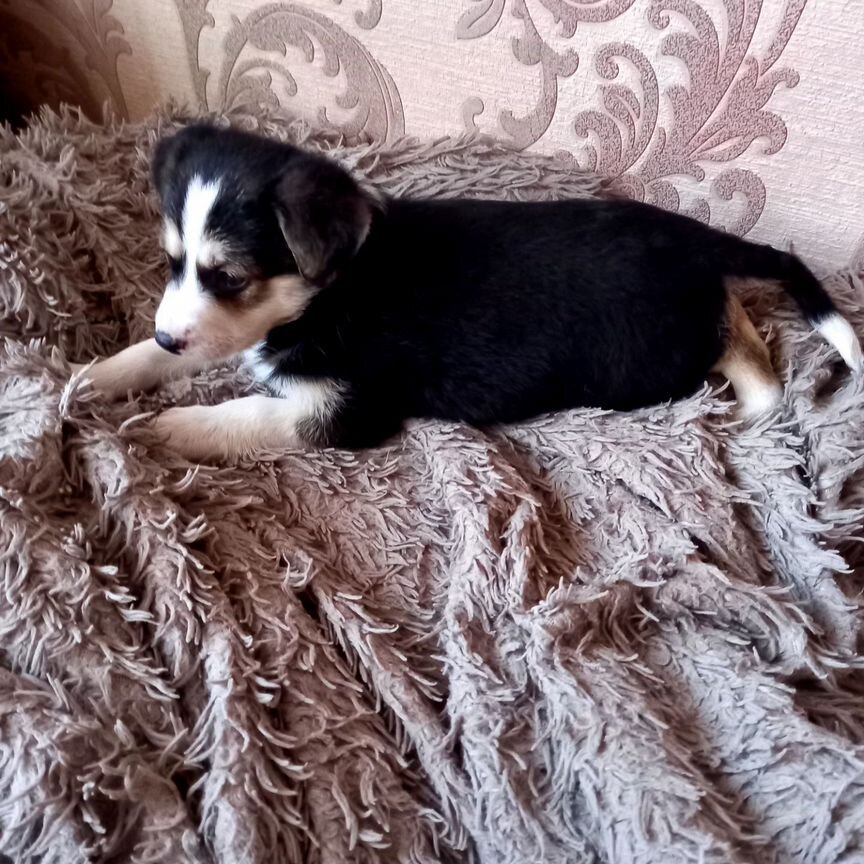 Собака в добрые руки отдам бесплатно