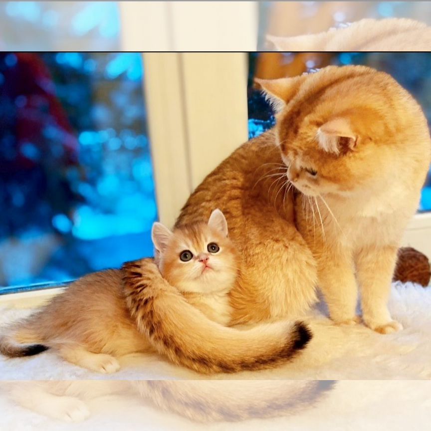 Британский короткошёрстный, взрослый кот