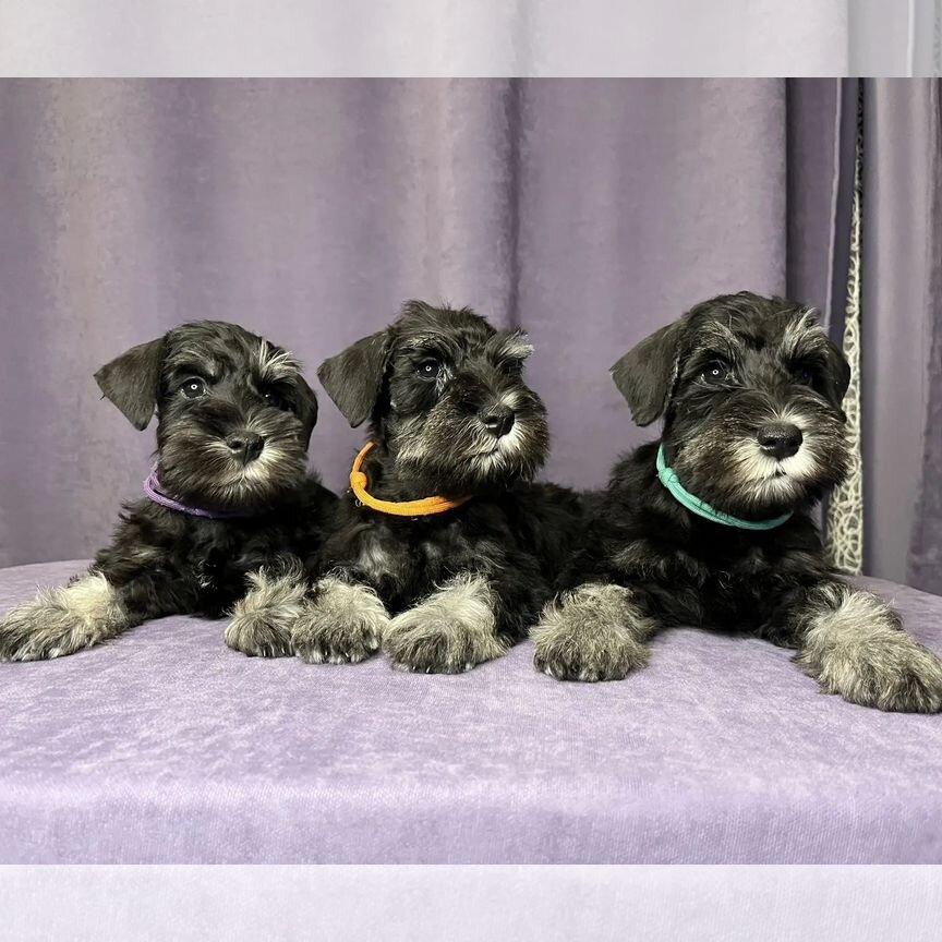 Цвергшнауцер, щенок