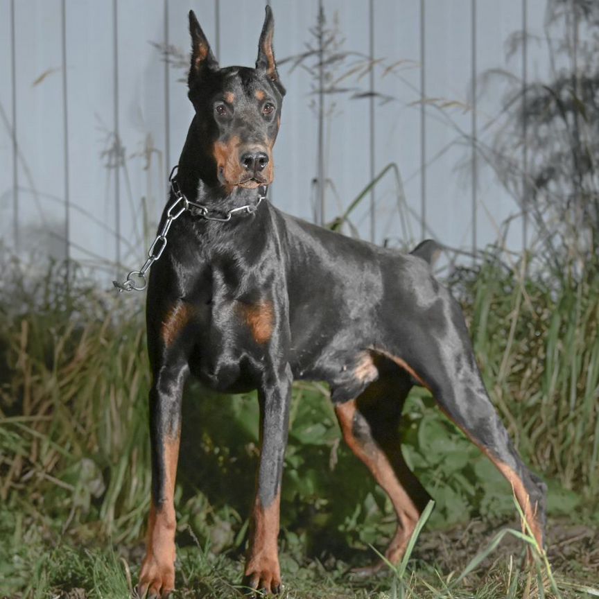 Доберман, взрослый пёс