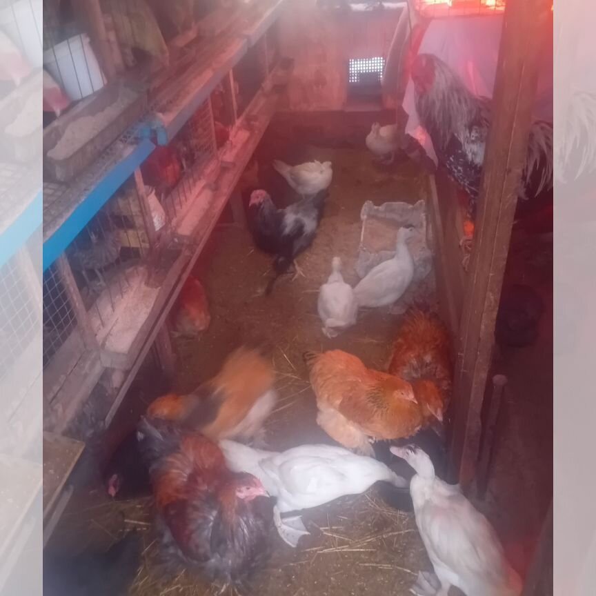 Индоутки: утята