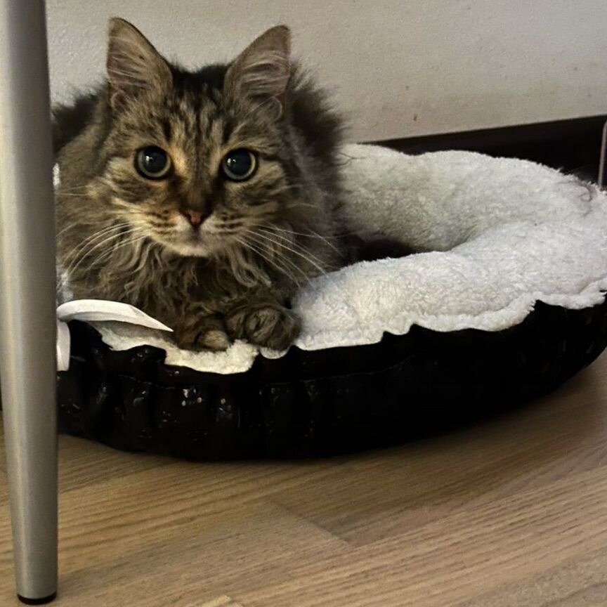 Взрослая кошка в добрые руки