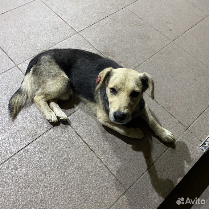 Собака в добрые руки (молоденький мальчик)