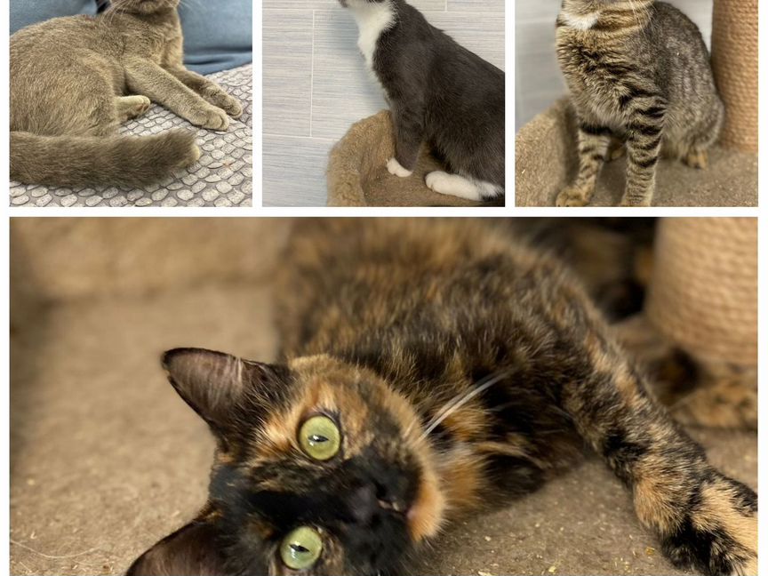 Кошка котята Возьми друга
