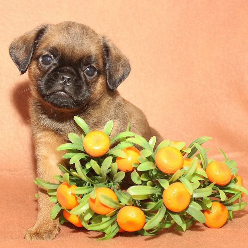 Щеночки пти брабансона