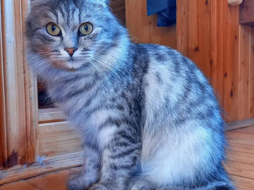Серая полосатая кошка ищет дом