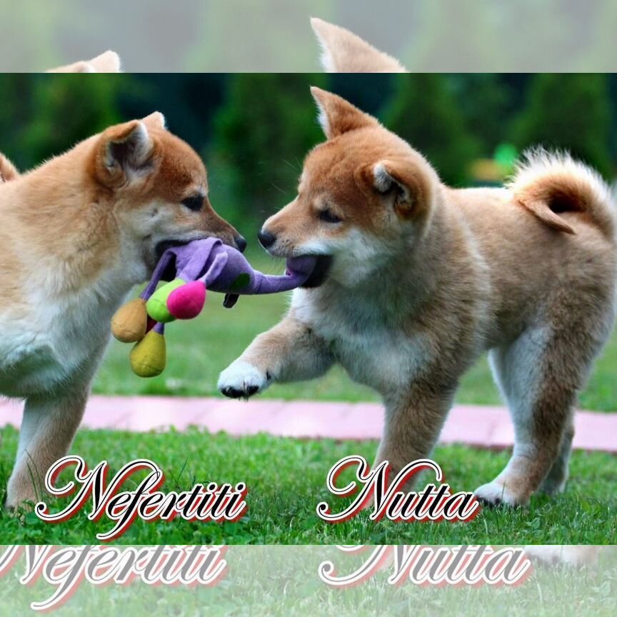 Сиба-ину, щенок