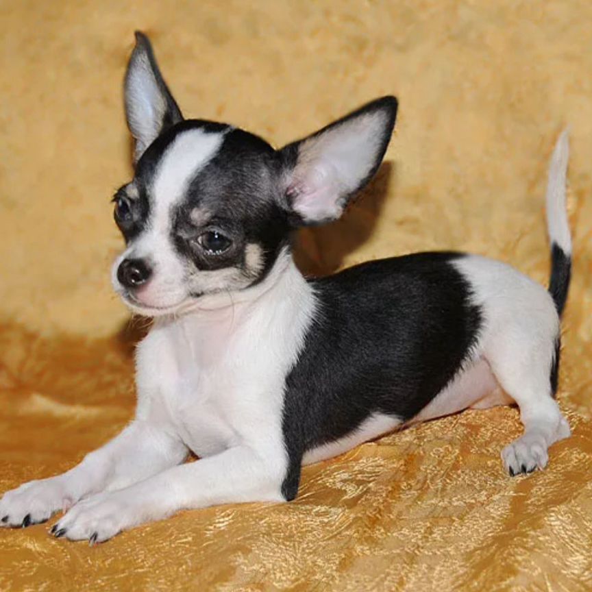 Щенки чихуахуа мини гладкошерстный мальчик