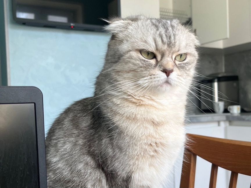 Продаётся мурчик, топовая кошка