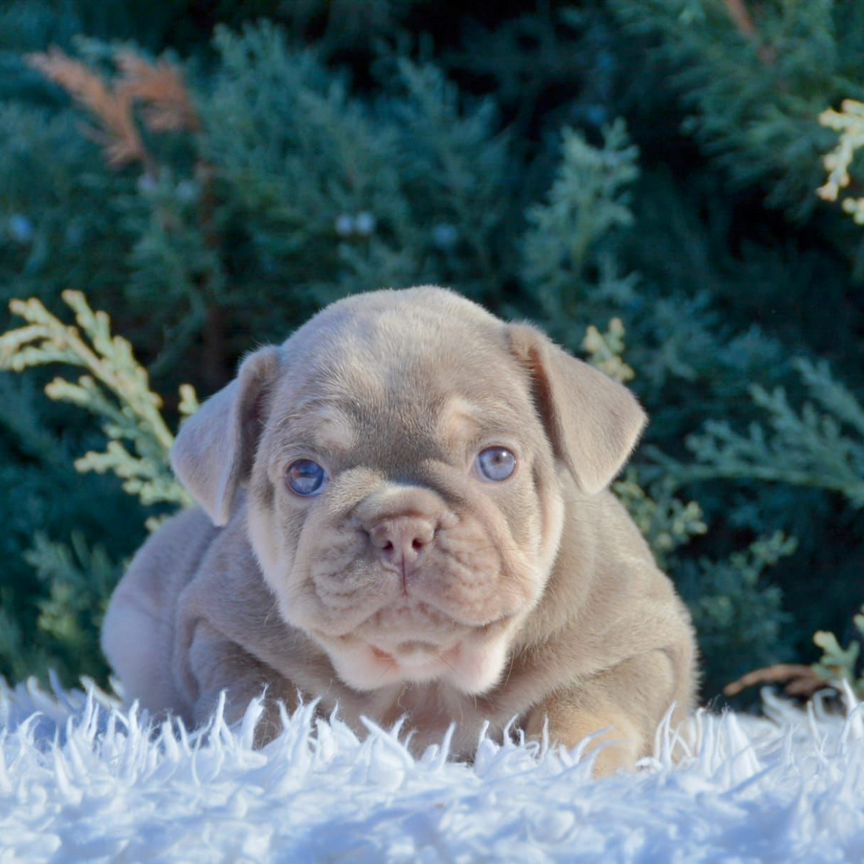 Девочка Изабелла