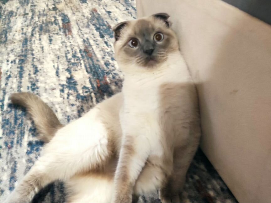 Кошка сиамская вязка