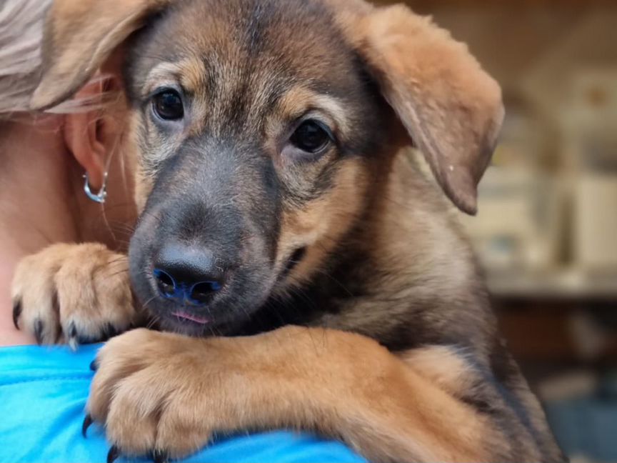 Милая Мина - щенок из приюта Некрасовка